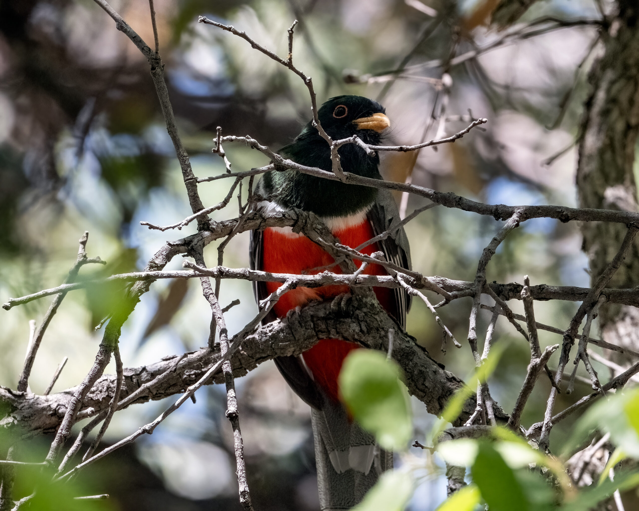 The elegance of an Elegant Trogon | Show Me The Bird