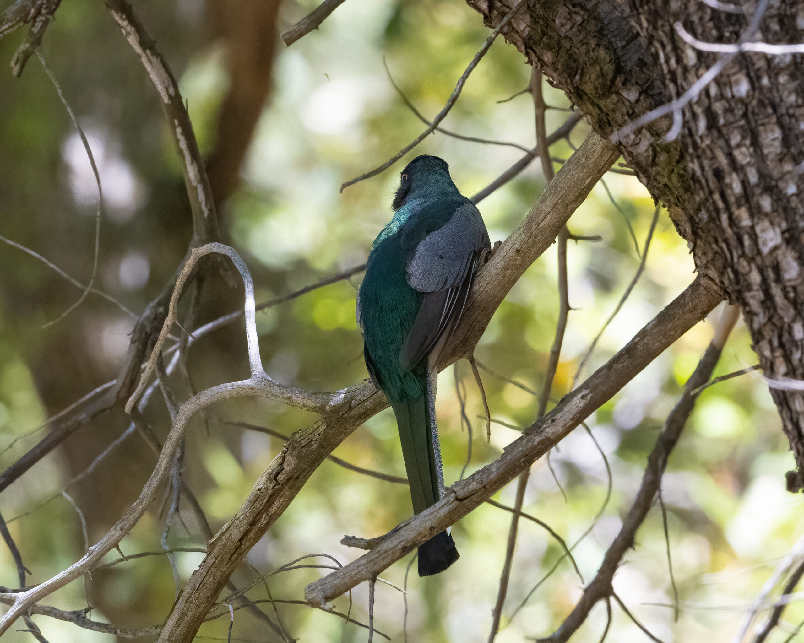 The elegance of an Elegant Trogon | Show Me The Bird